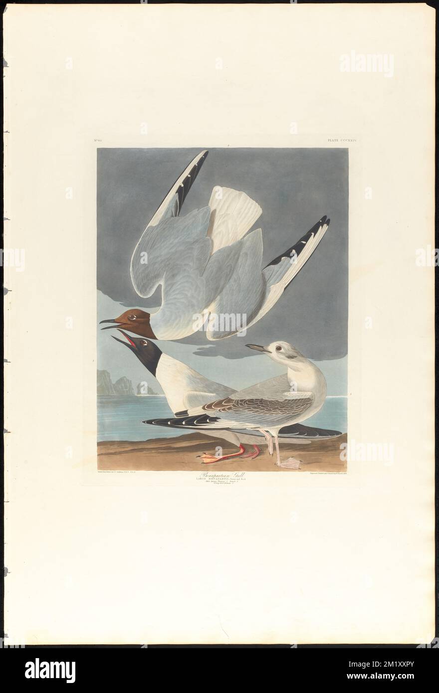 Bonapartian gull : Larus bonapartii, Swain and Rich. Male spring ...