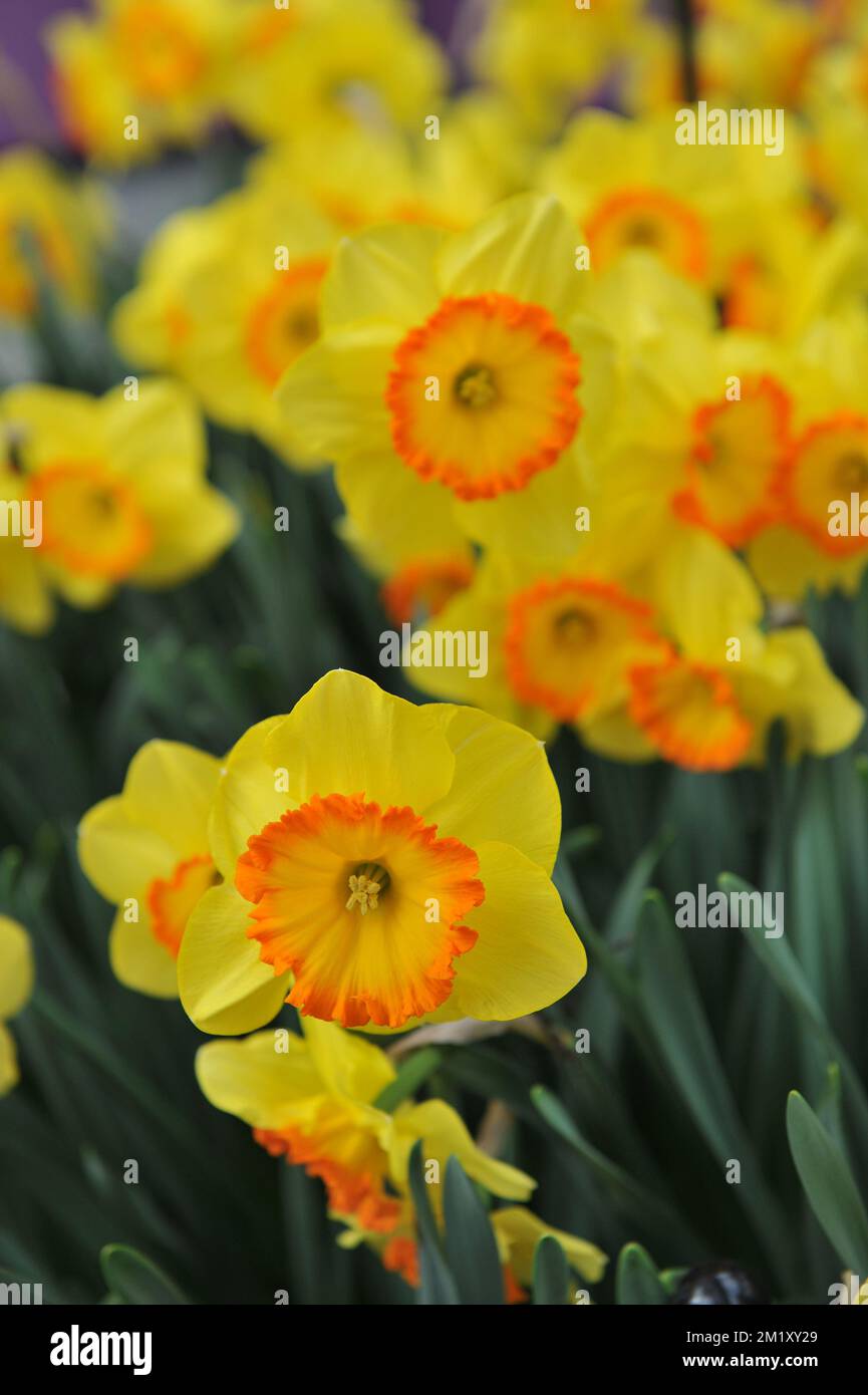 Yellow and orange Large-Cupped daffodils (Narcissus) Delibes bloom in a ...