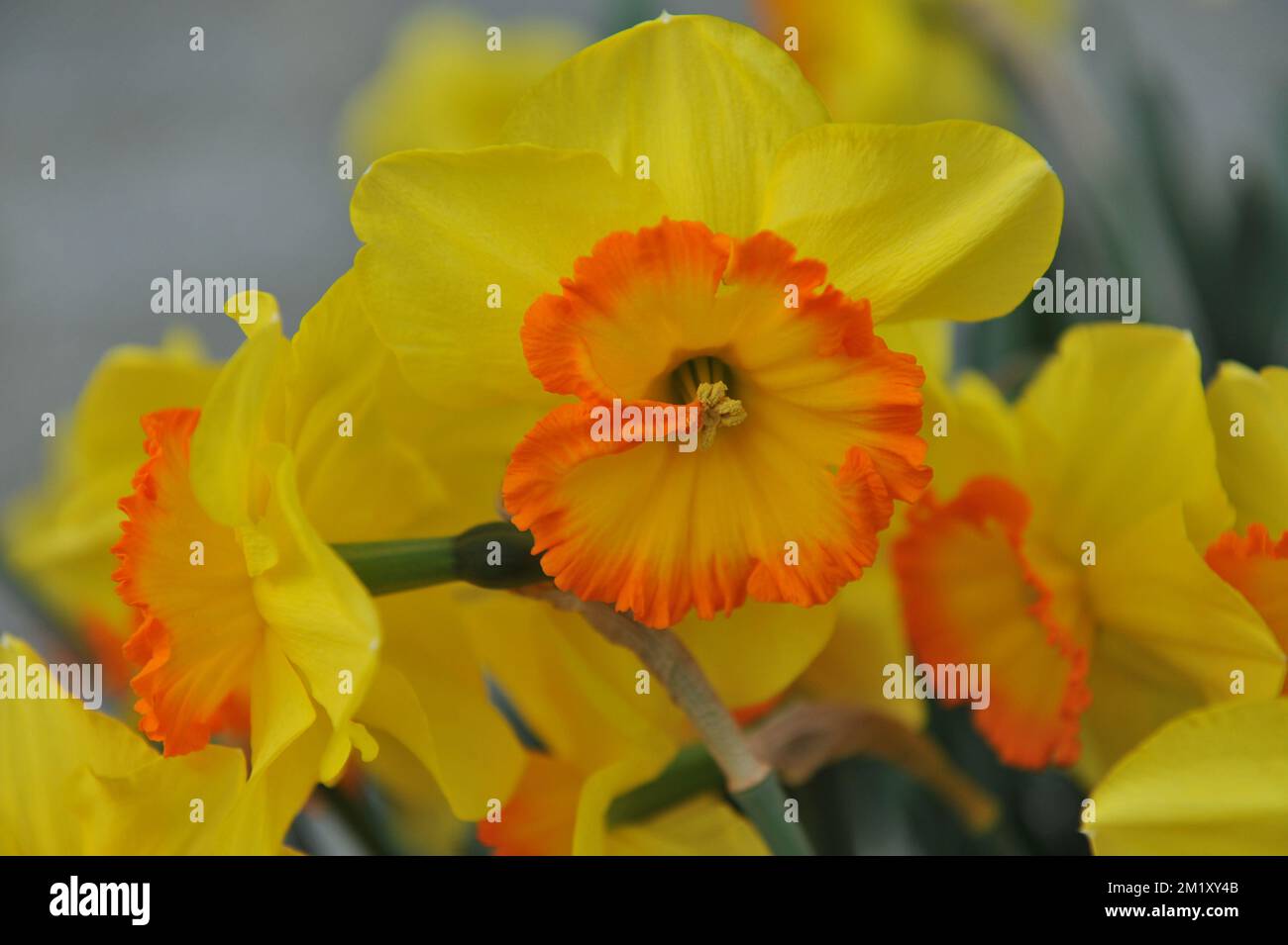 Yellow and orange Large-Cupped daffodils (Narcissus) Delibes bloom in a ...