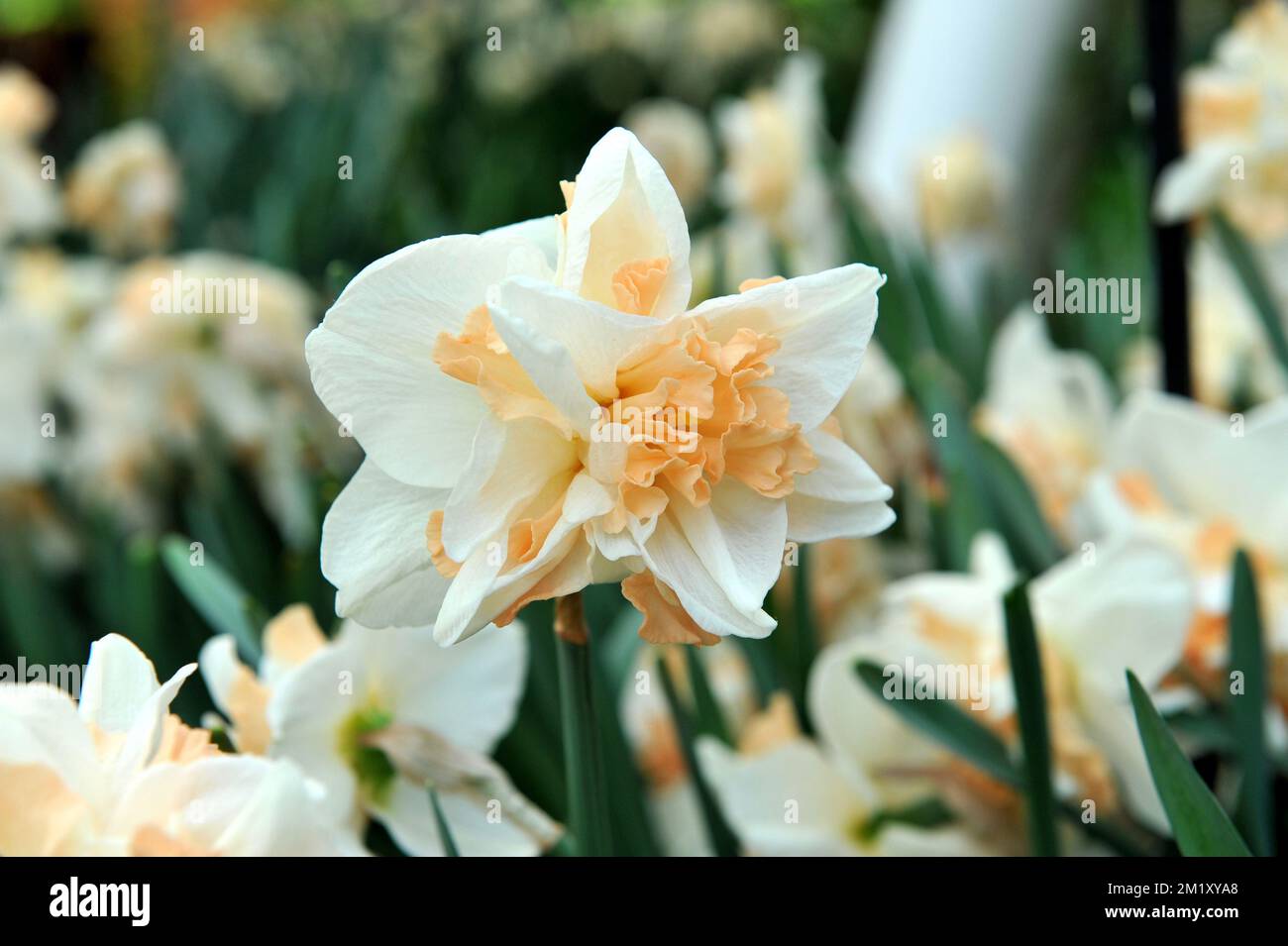 White and pink Double daffodils (Narcissus) Delnashaugh bloom in a ...