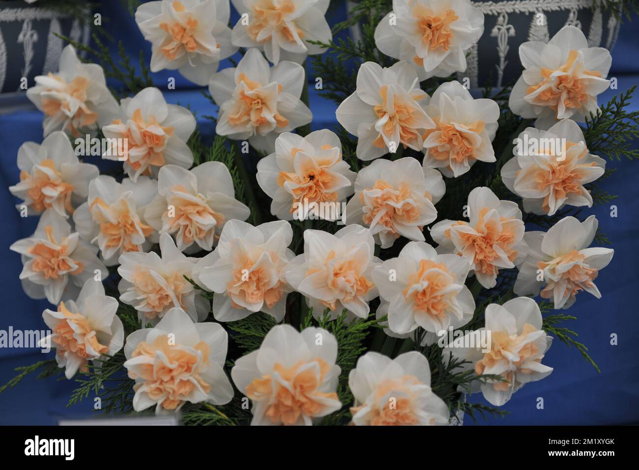 A bouquet of white and pink Double daffodils (Narcissus) Delnashaugh on ...
