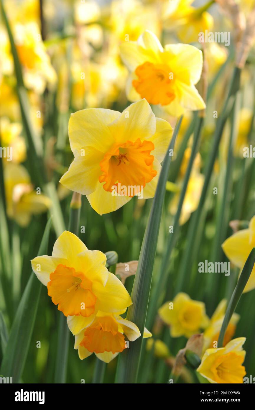 Yellow and orange Jonquilla and Apodanthus daffodils (Narcissus ...