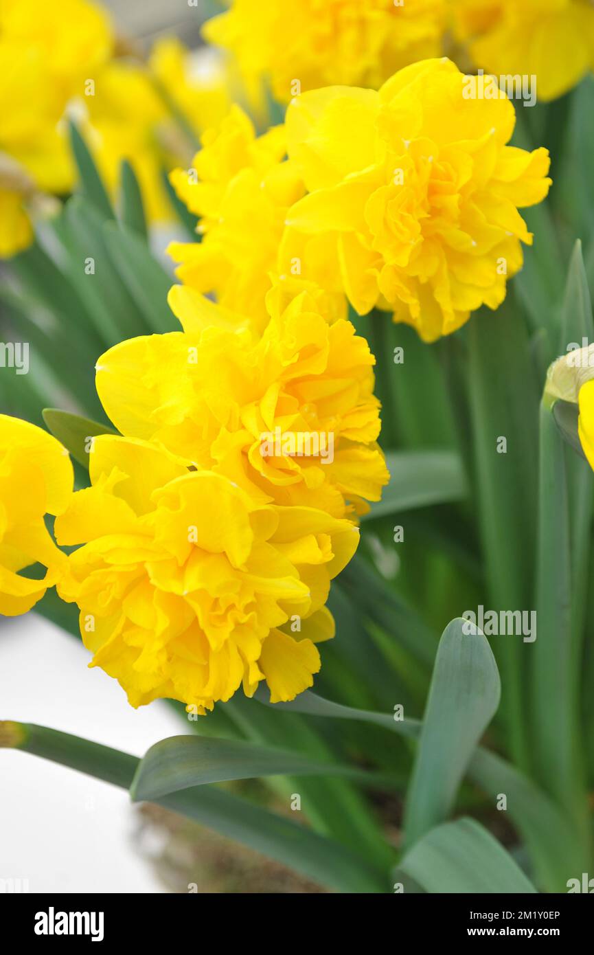 Yellow daffodils (Narcissus) Double Gold Medal bloom in a garden in April Stock Photo - Alamy