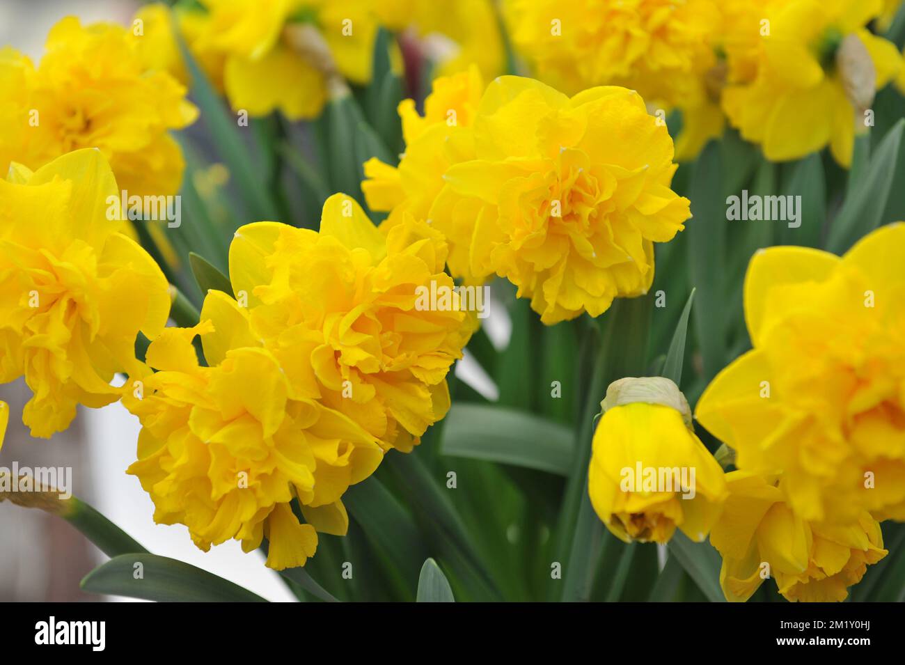 Yellow daffodils (Narcissus) Double Gold Medal bloom in a garden in April Stock Photo - Alamy