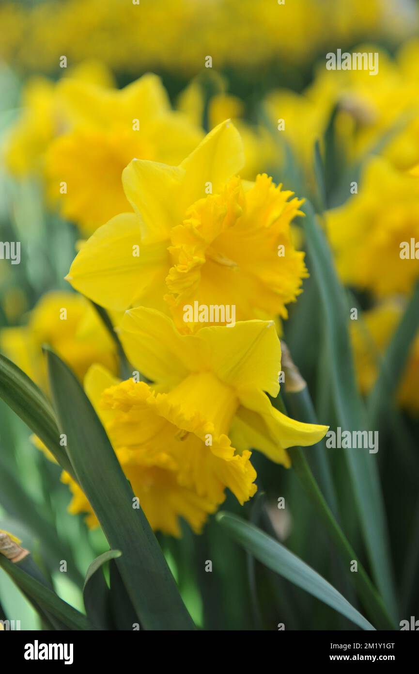 Yellow Trumpet daffodils (Narcissus) Eclatant bloom in a garden in ...