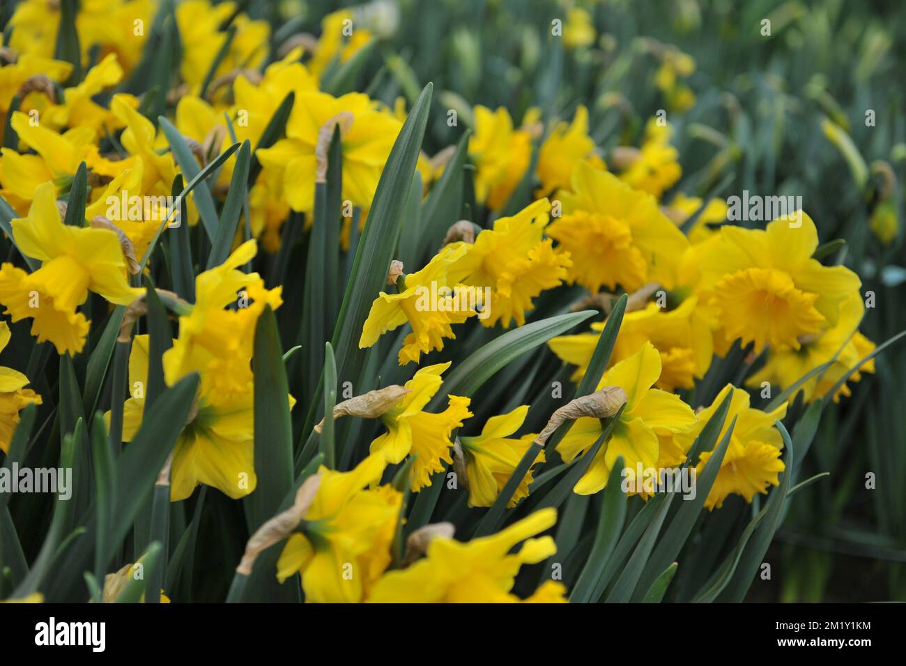 Yellow Trumpet daffodils (Narcissus) Eclatant bloom in a garden in ...