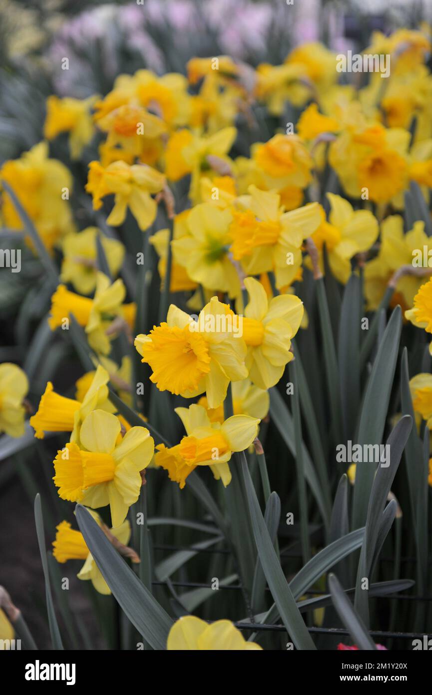 Yellow Trumpet daffodils (Narcissus) Fata Morgana bloom in a garden in ...
