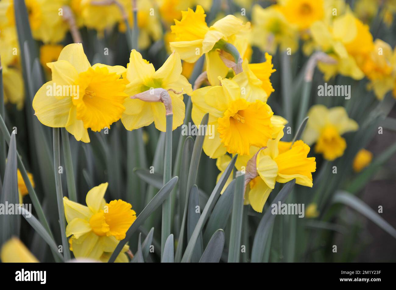 Yellow Trumpet daffodils (Narcissus) Fata Morgana bloom in a garden in ...
