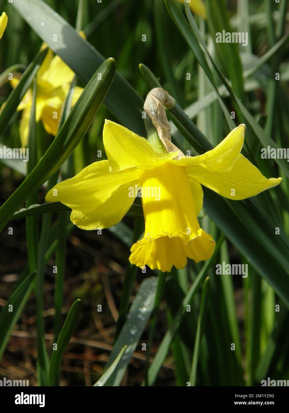 Yellow Trumpet daffodils (Narcissus) February Gold bloom in a garden in ...