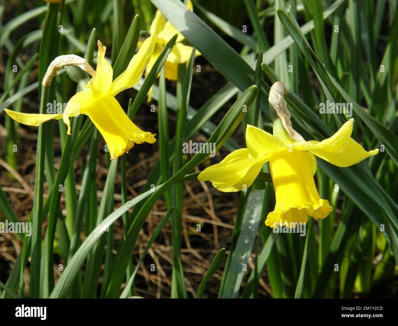 Yellow Trumpet daffodils (Narcissus) February Gold bloom in a garden in ...