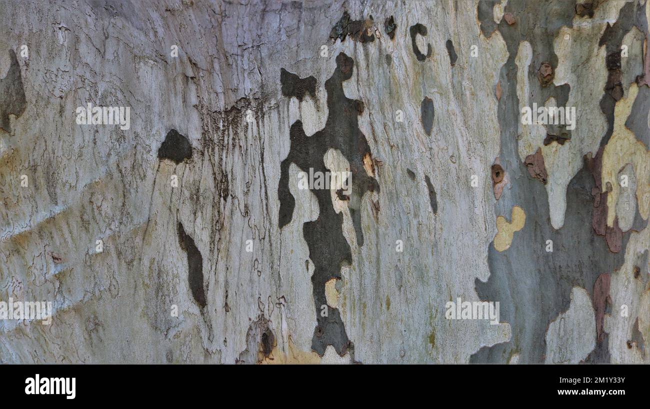 natural texture of shabby tree bark with bulges on the trunk and ...