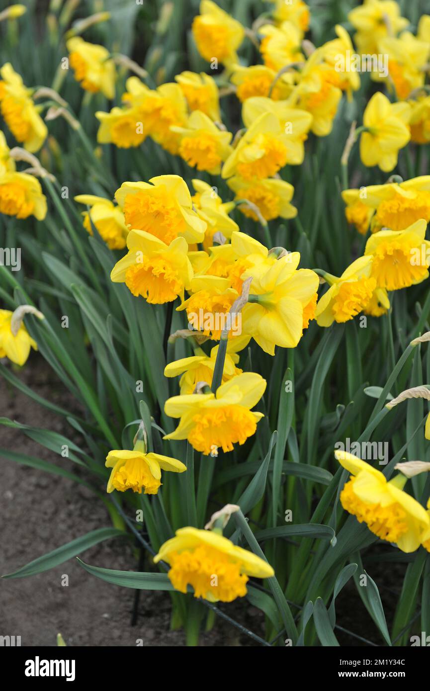 Yellow Large-Cupped daffodils (Narcissus) Ferris Wheel in a garden in ...