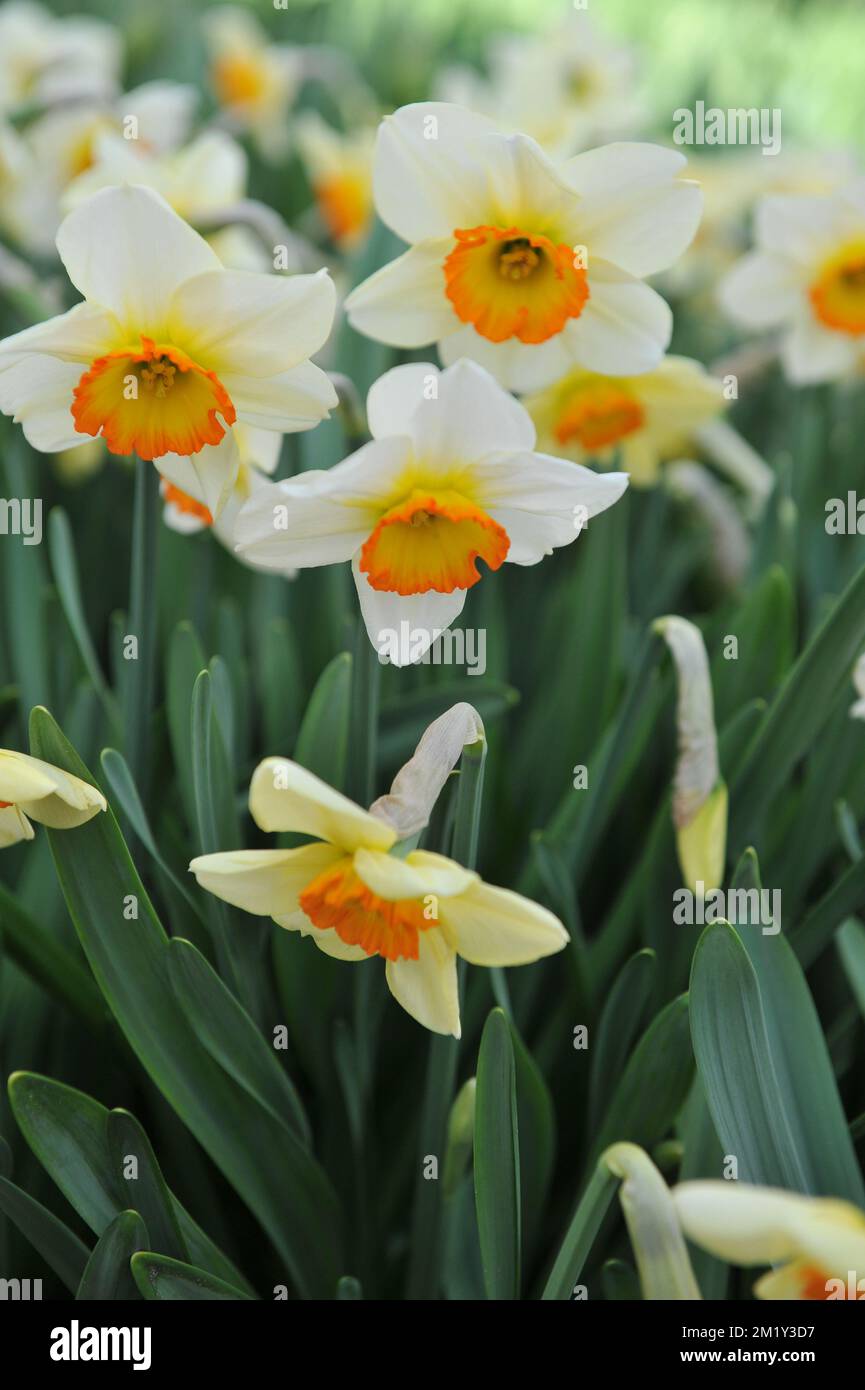 White and orange Large-Cupped daffodils (Narcissus) Flower Record bloom ...