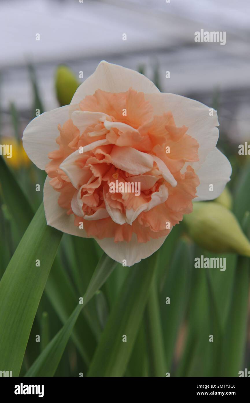 White and pink Double daffodils (Narcissus) Flower Surprise bloom in a ...