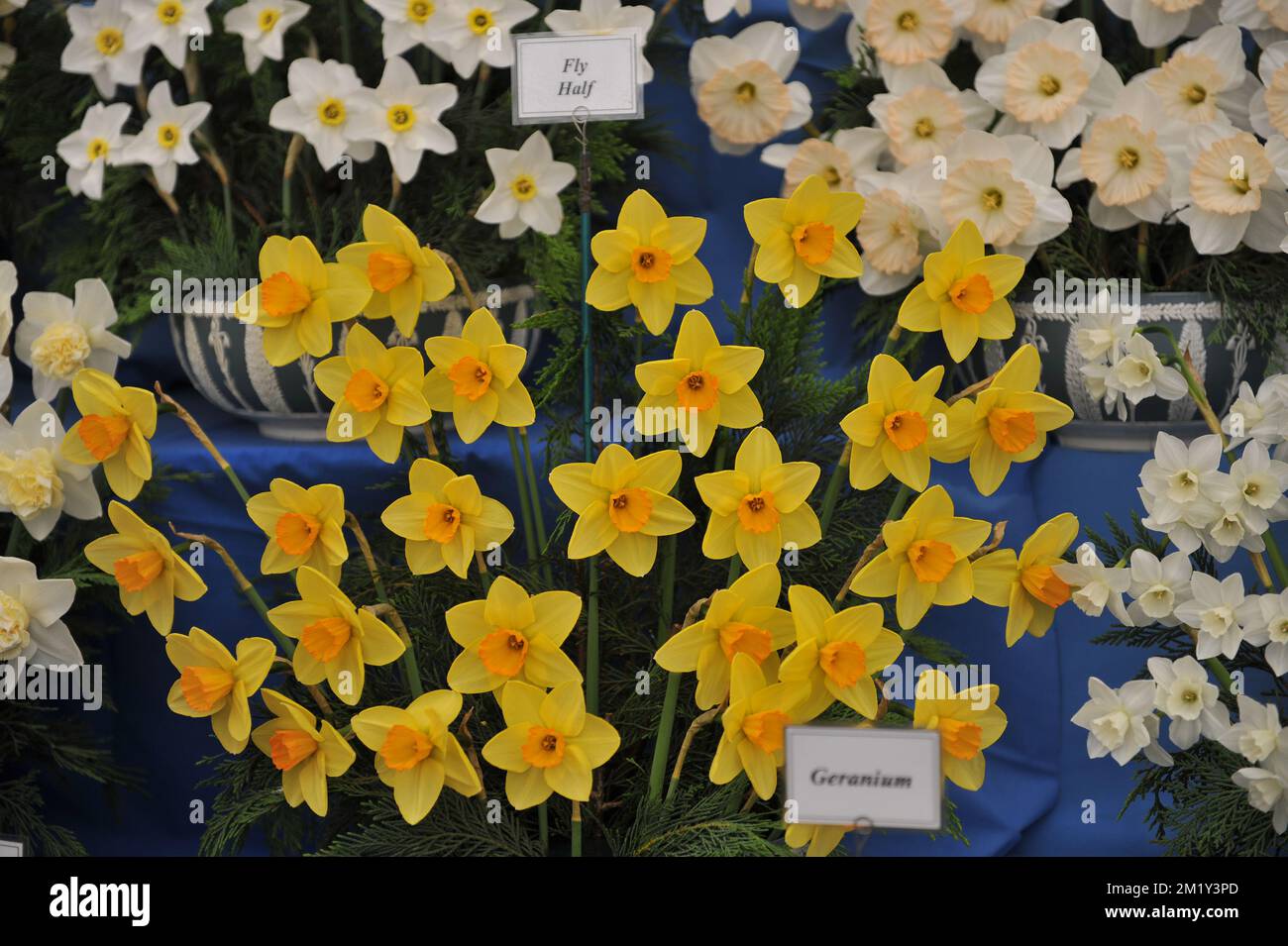 A bouquet of yellow and orange Large-Cupped daffodils (Narcissus) Fly ...