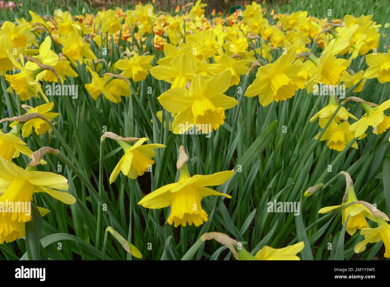 Yellow Large-Cupped daffodils (Narcissus) Fortune bloom in a garden in ...
