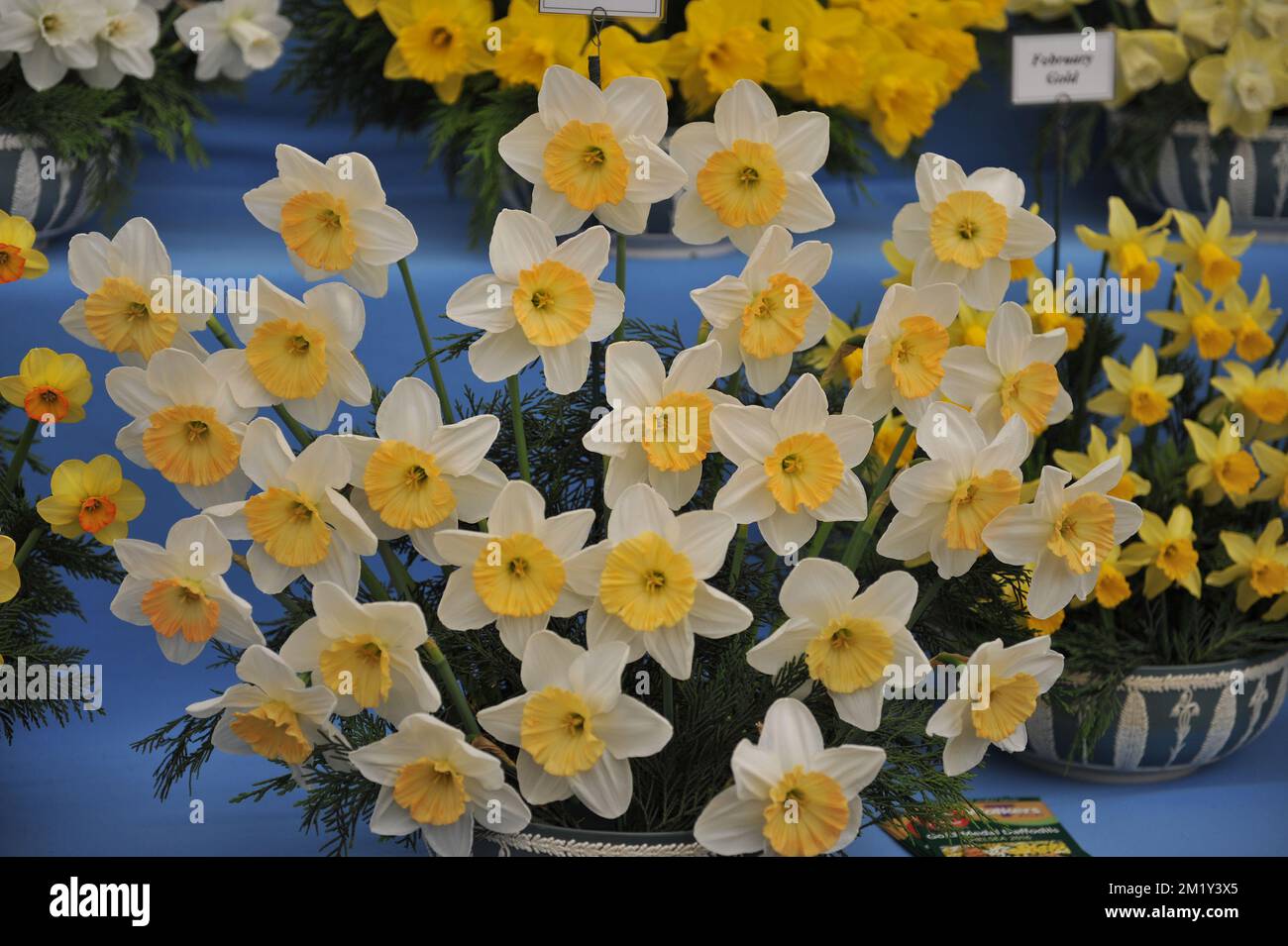 A bouquet of yellow and white Large-Cupped daffodils (Narcissus) Fragrant Breezen on an ...