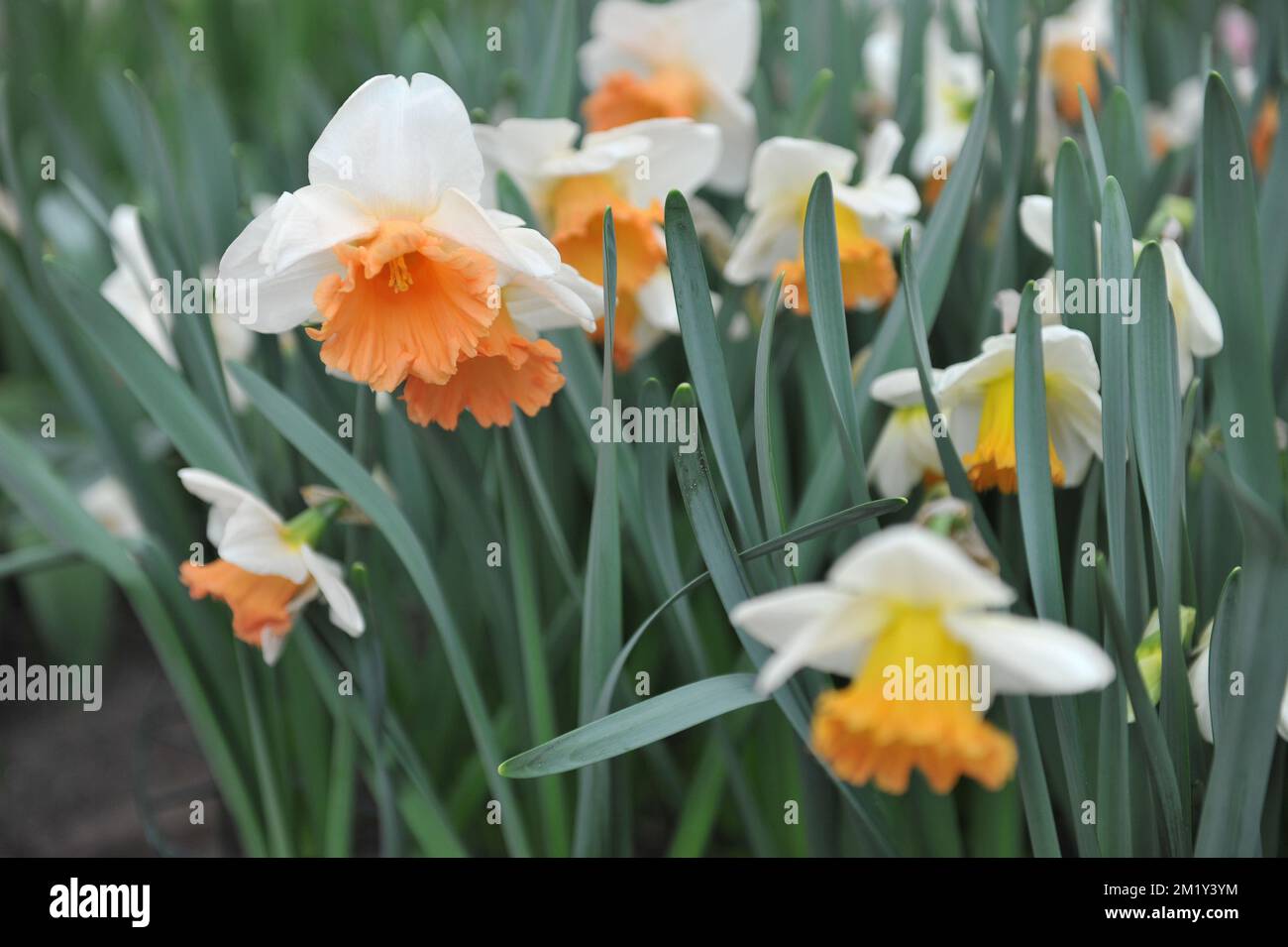White and orange Large-Cupped daffodils (Narcissus) Full Throttle bloom ...