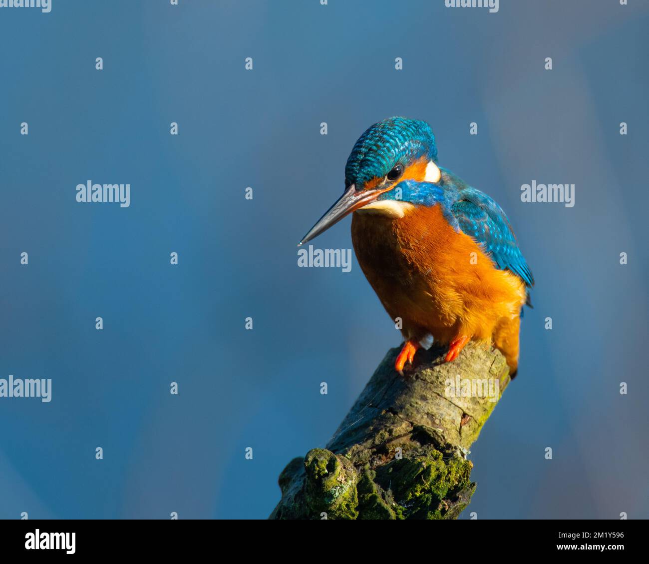 Female kingfisher sitting on perch Stock Photo - Alamy