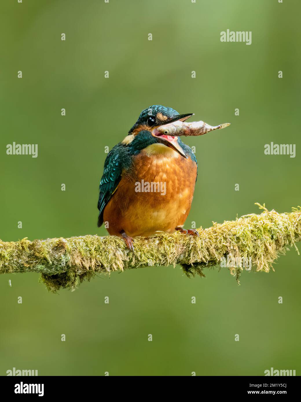 Adolescent plumage hi-res stock photography and images - Alamy