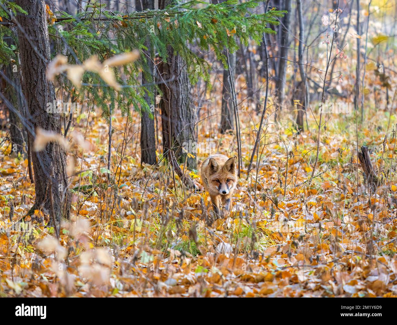 The red fox Vulpes vulpes walks along a path in autumn forest Stock Photo - Alamy