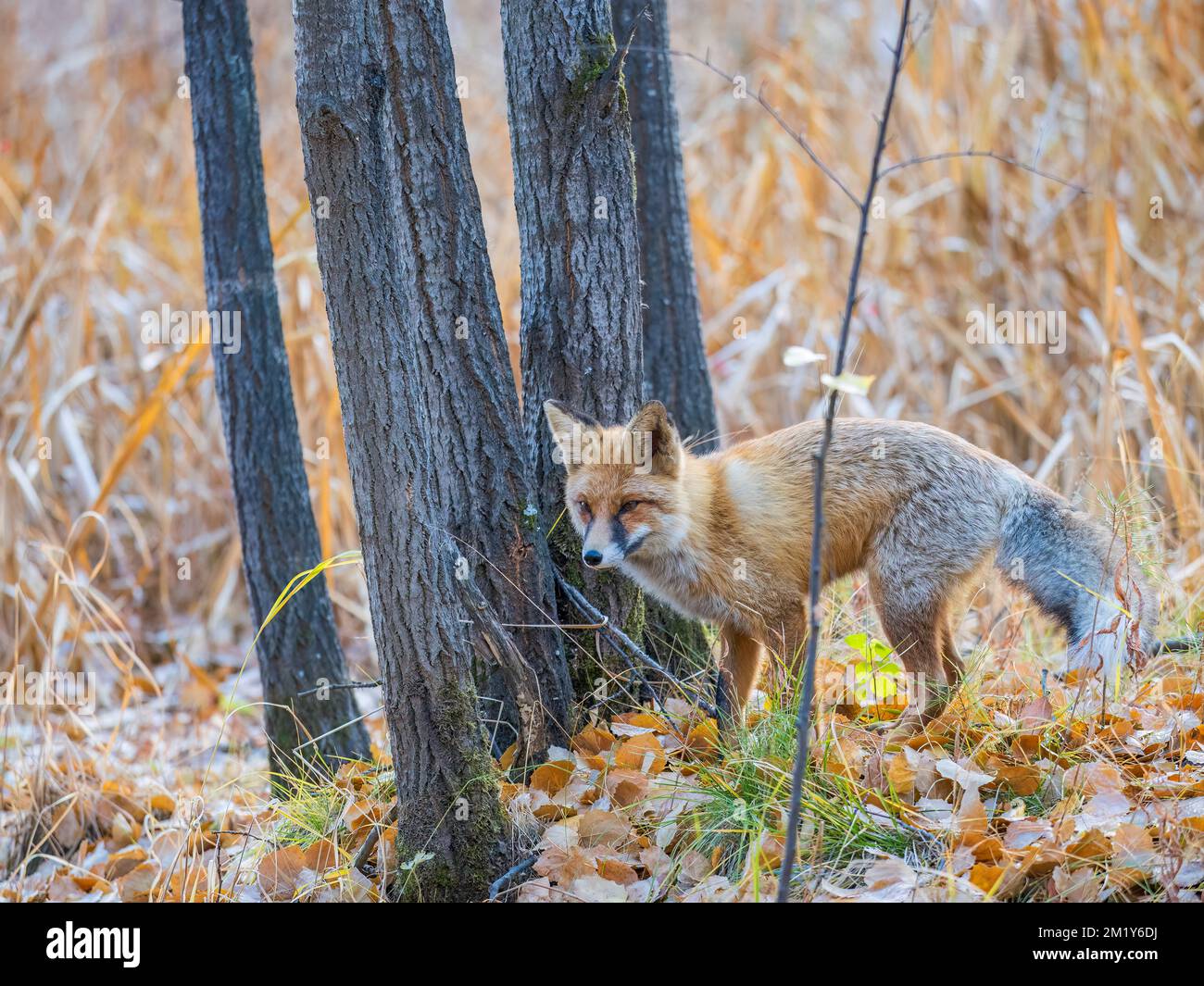The red fox Vulpes vulpes walks along a path in autumn forest Stock Photo - Alamy