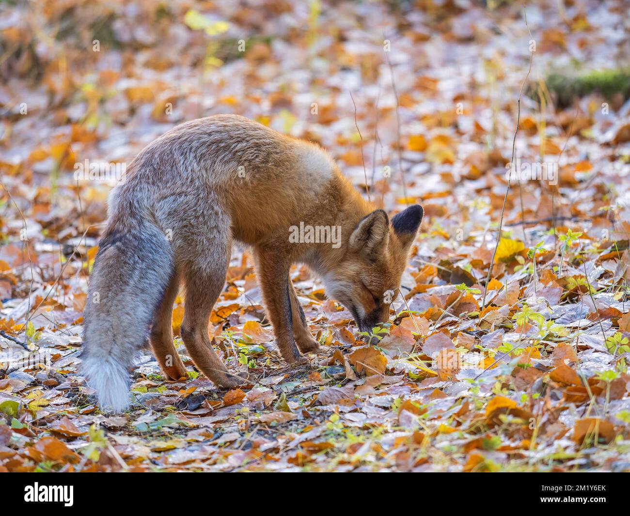 The red fox Vulpes vulpes walks along a path in autumn forest Stock Photo - Alamy