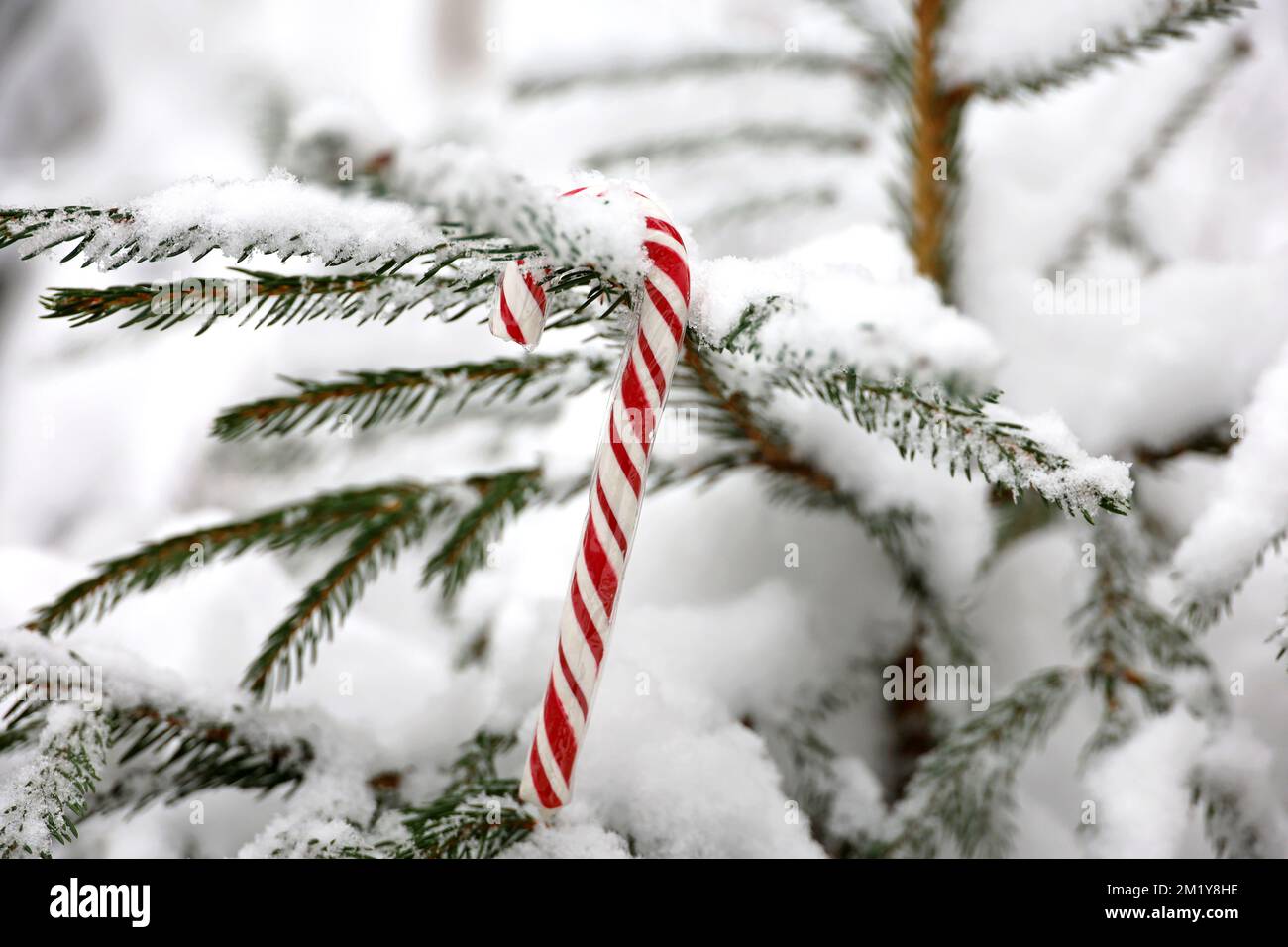 Christmas candy cane hanging on a fir tree branch covered with snow ...