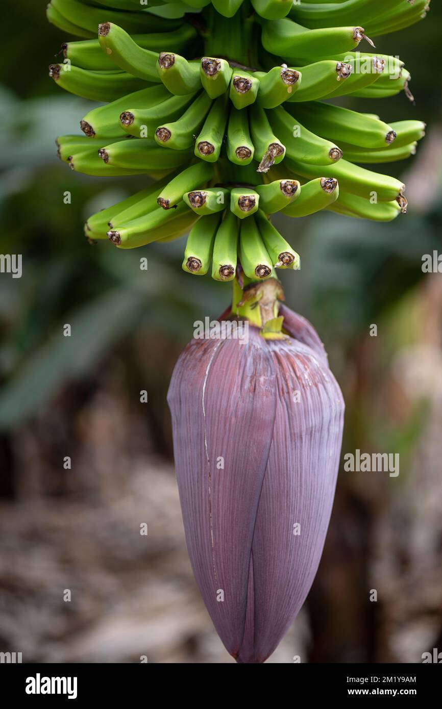 Beautiful banana tree showing small green fruit and purple ...