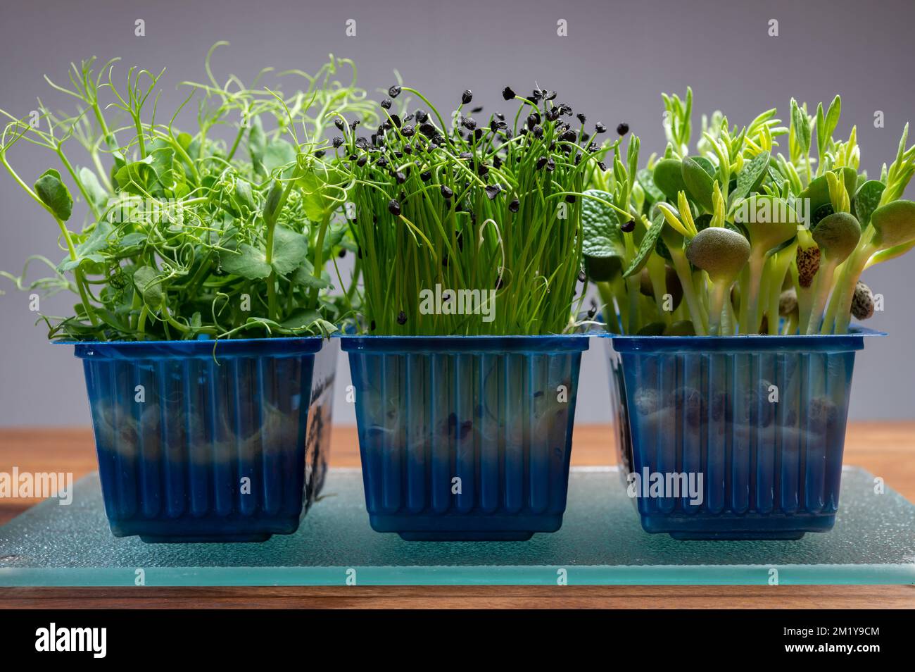 Healthy food, young sprouts plants of green garden cress, chives onion ...