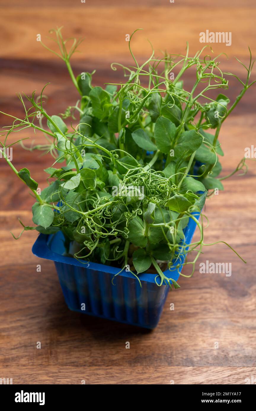 Young green sprouts of affilla cress growing in blue plastic box Stock ...