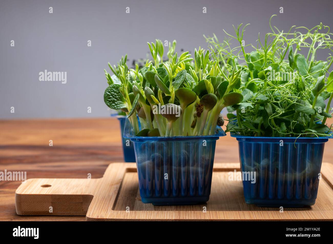 Lupin seedling hi-res stock photography and images - Alamy