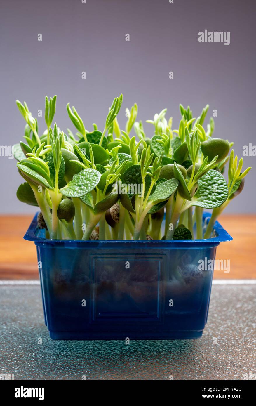 Healthy food, young sprouts plants of green garden cress and lupin ...
