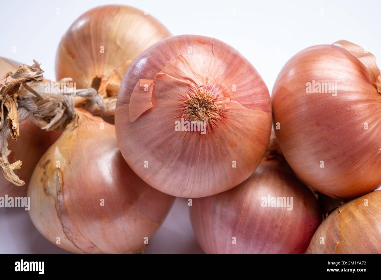 Bunch of french AOP pink onions from Roscoff village in Brittany ...