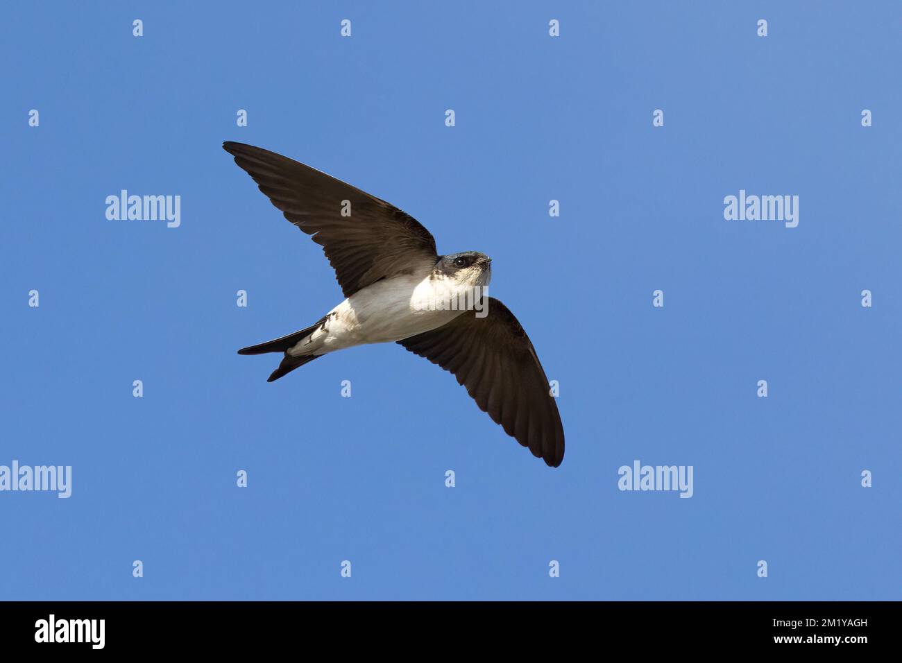 Common house martin birds flying hi-res stock photography and images ...