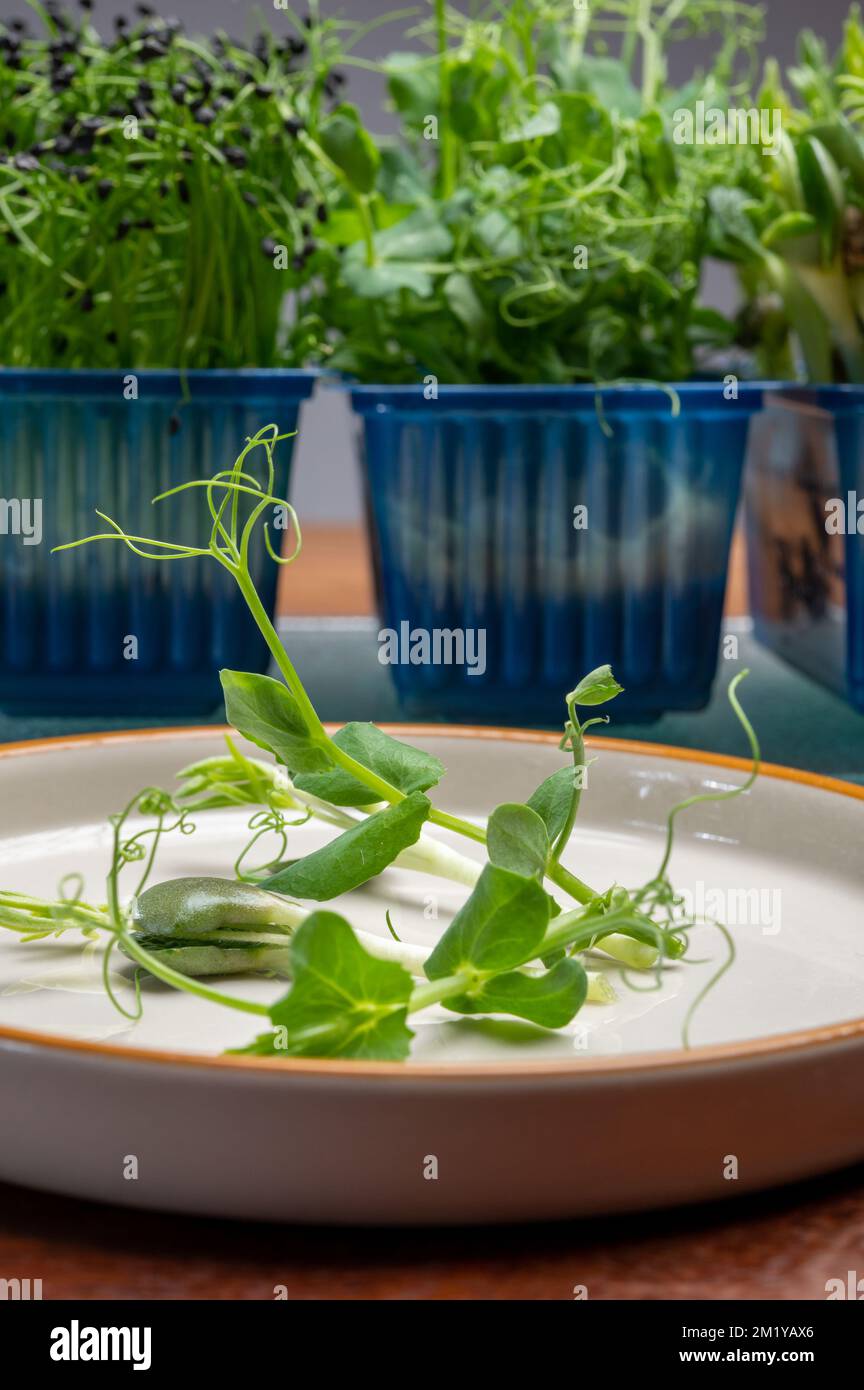 Healthy food, young sprouts plants of green garden affilla cress ready ...
