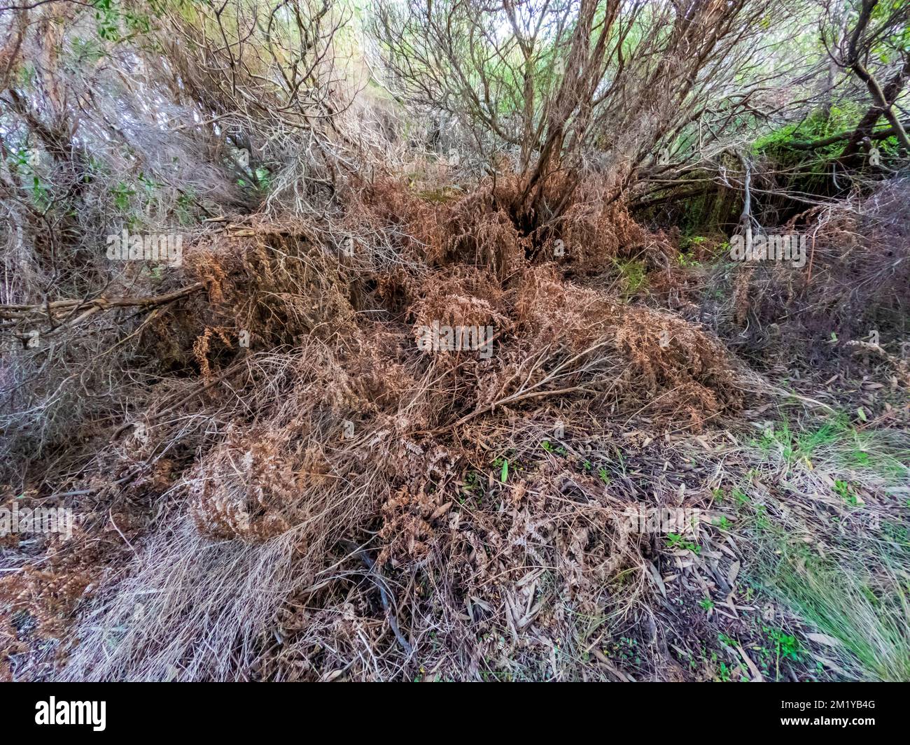 Photograph of a dead vine laying on the ground near a large tree in ...