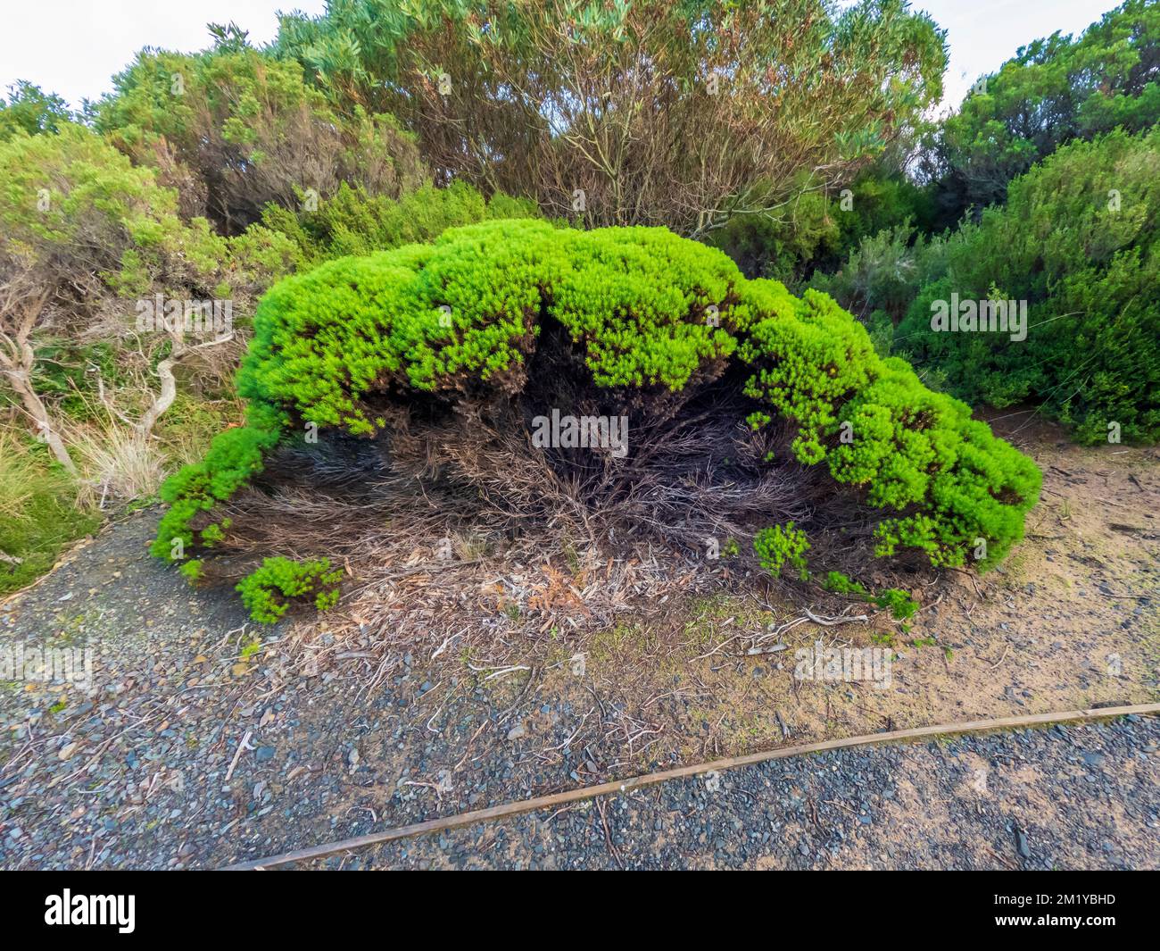Photograph of a large bright green bush alongside a dirt walking track ...