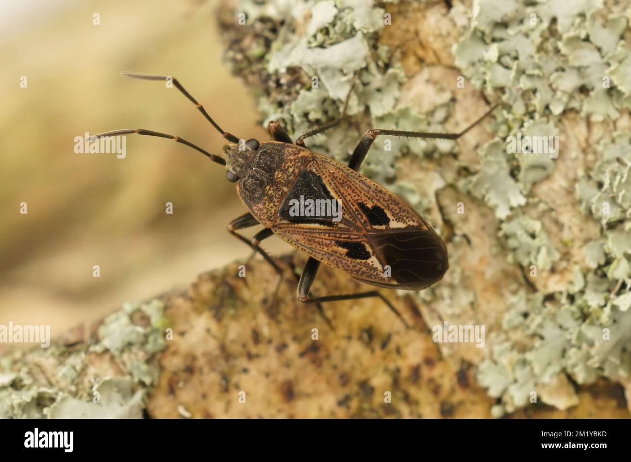 Graptopeltus lynceus hi-res stock photography and images - Alamy