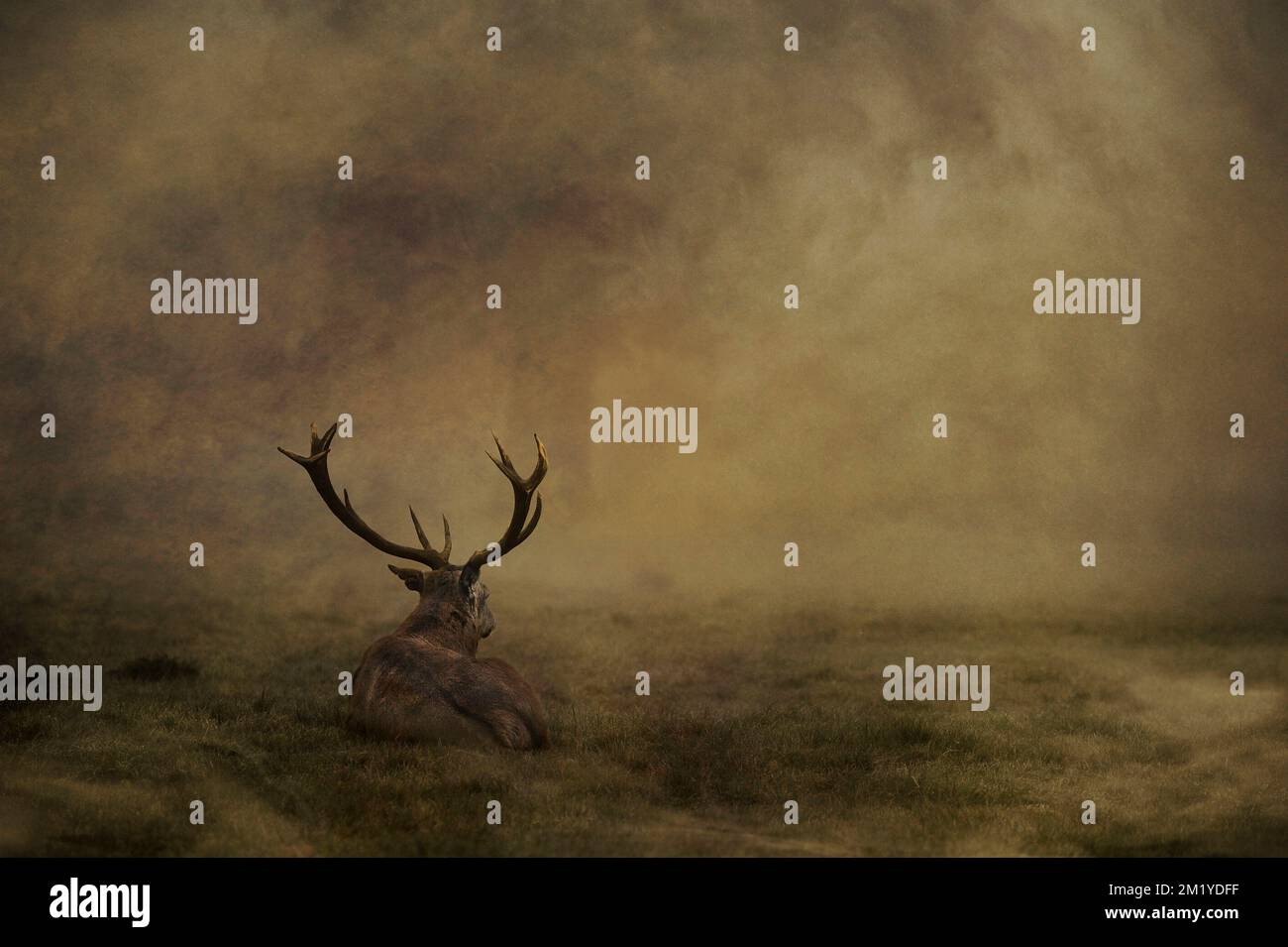 The Resting Stag Stock Photo - Alamy