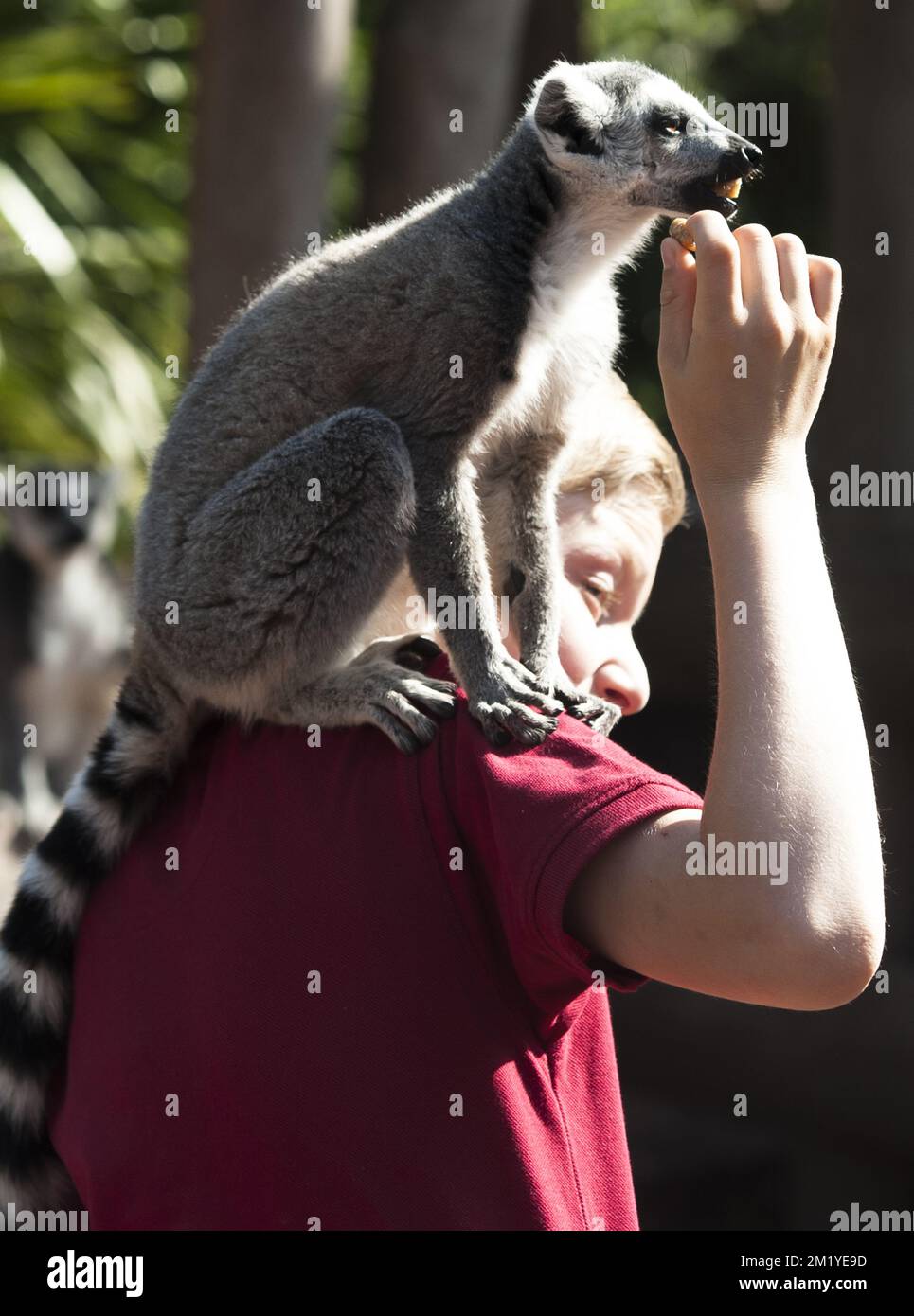 Prince Emmanuel pictured with a lemur on his shoulders during a ...