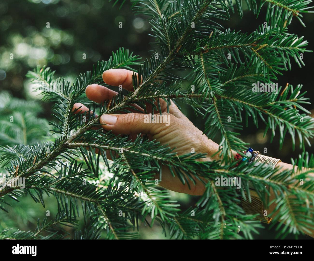 A closeup of a female hand touching the branches of a tree Stock Photo ...