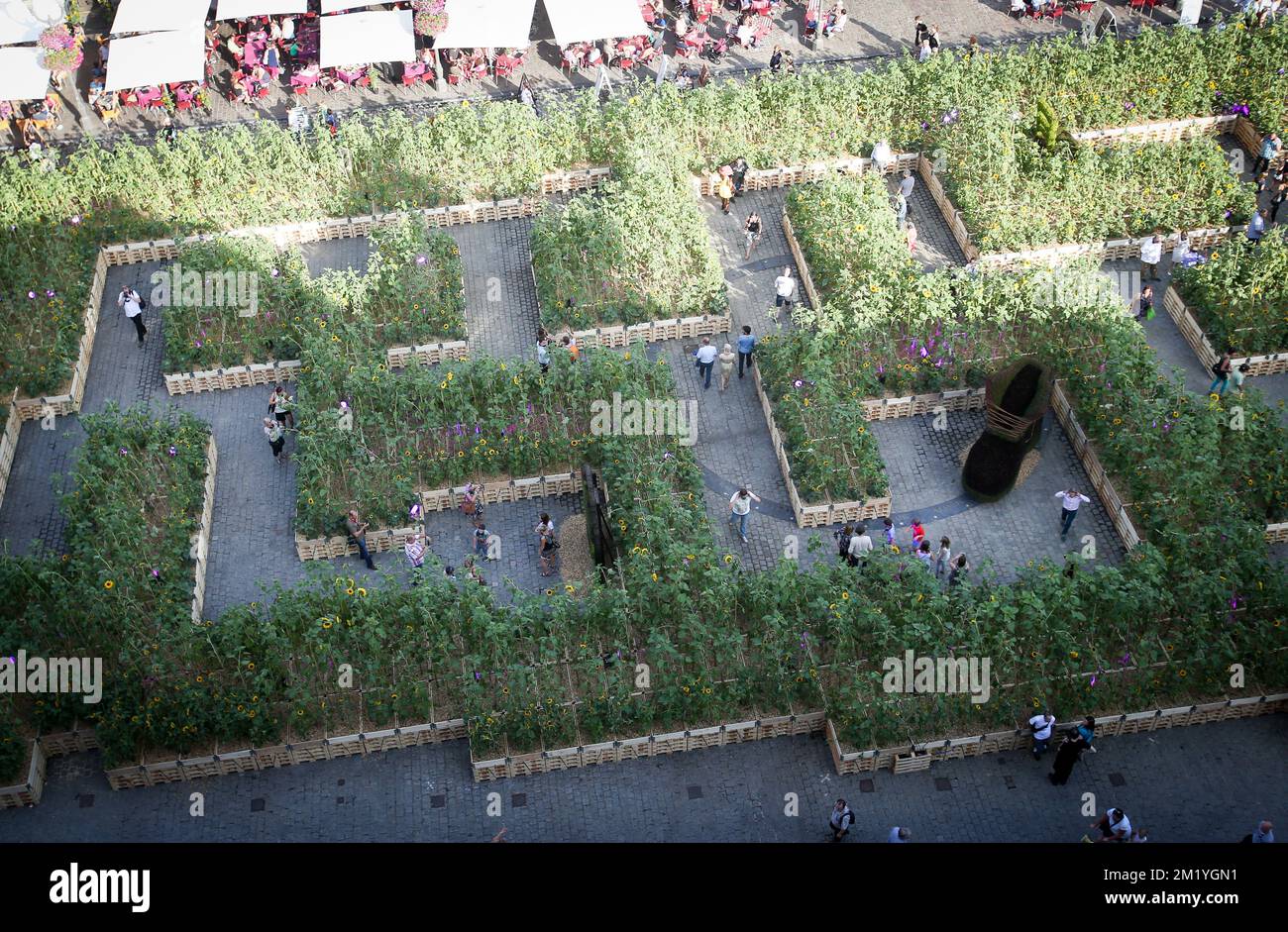 Illustration picture taken during the opening of a sunflower labyrinth ...