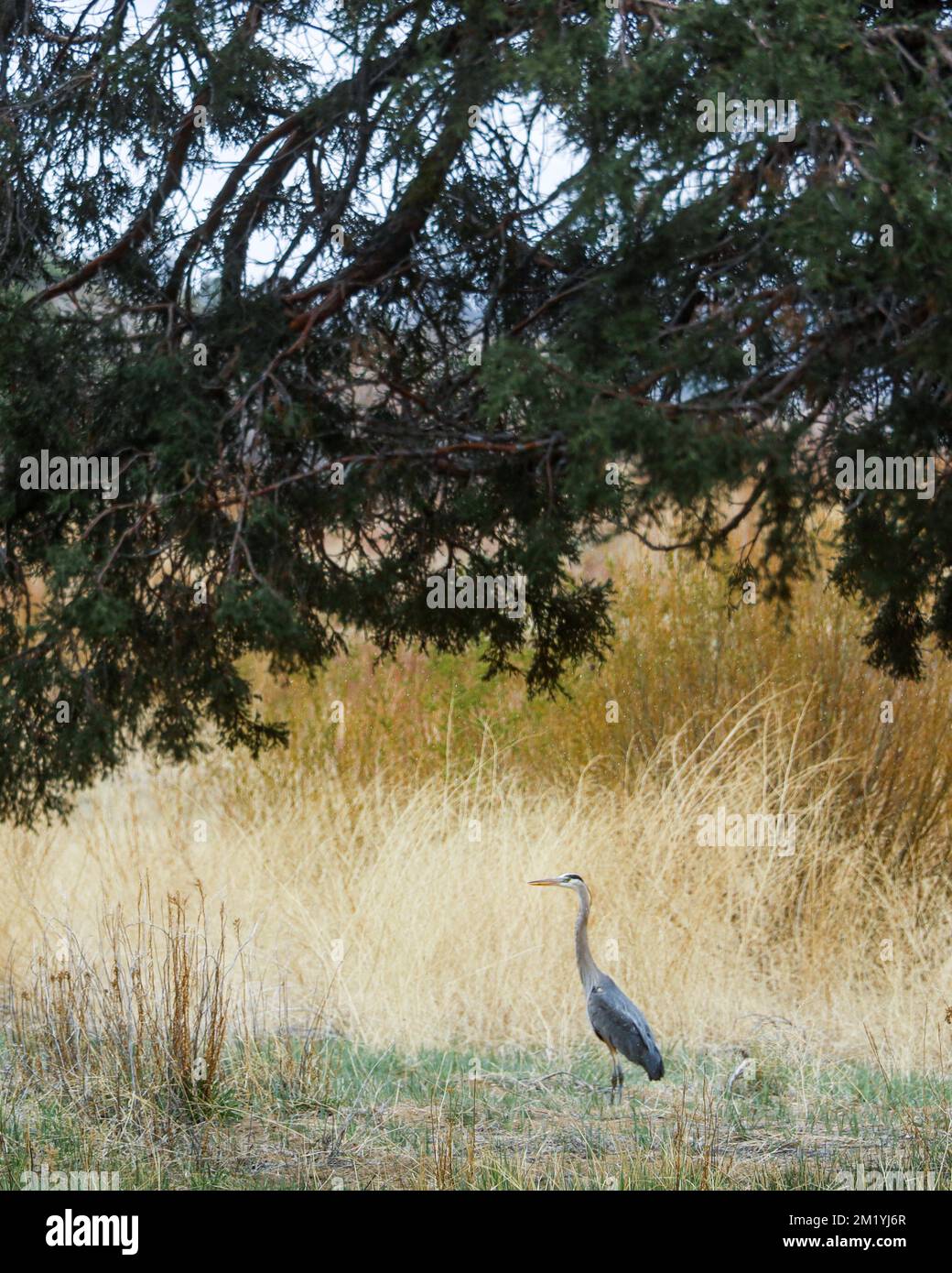 A bird underneath a large tree Stock Photo - Alamy