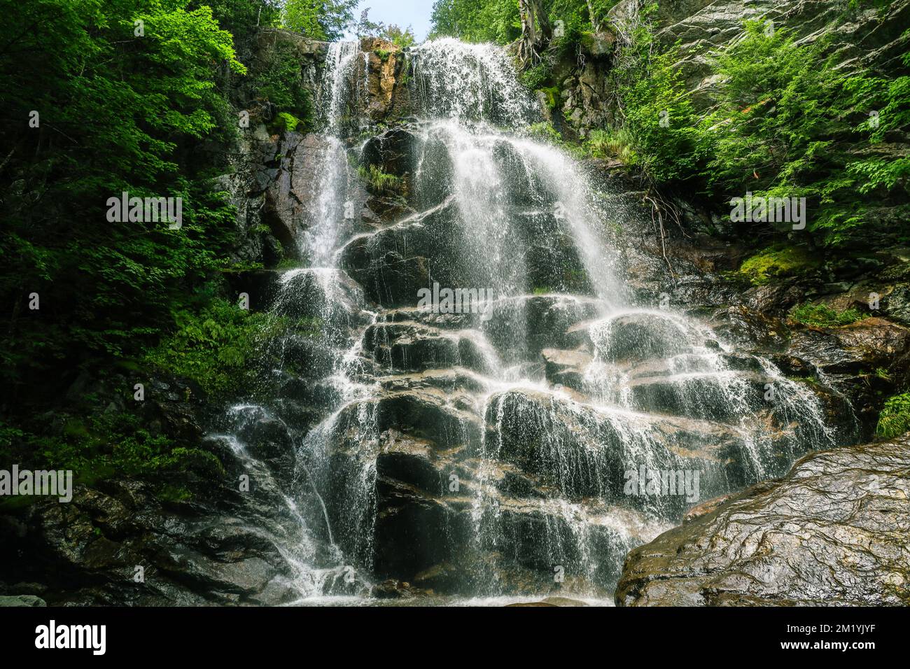 Large trees framing hi-res stock photography and images - Alamy