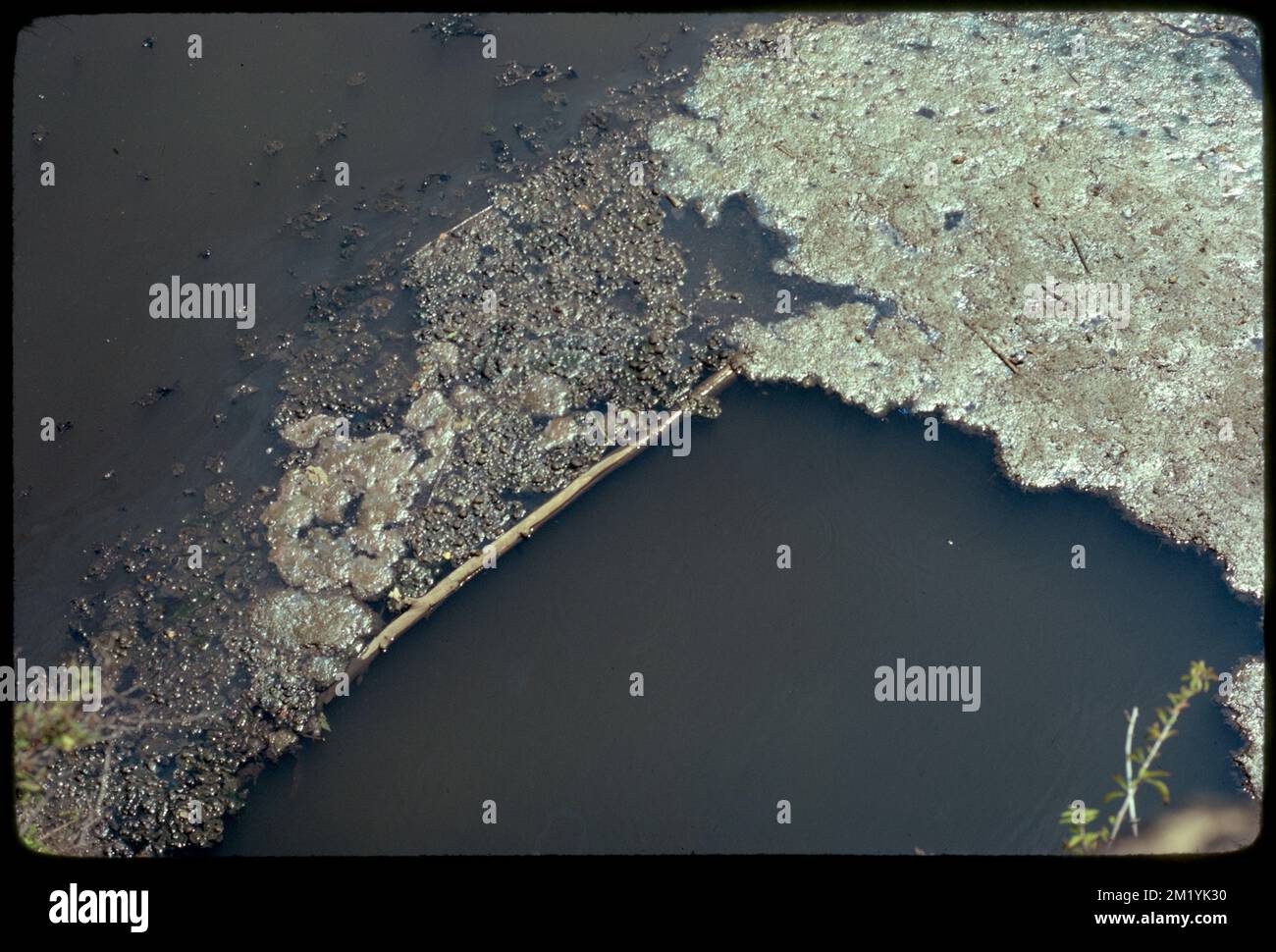 Boston Fens, Muddy River and Fenway Garden Club , Parks, Rivers, Algae ...