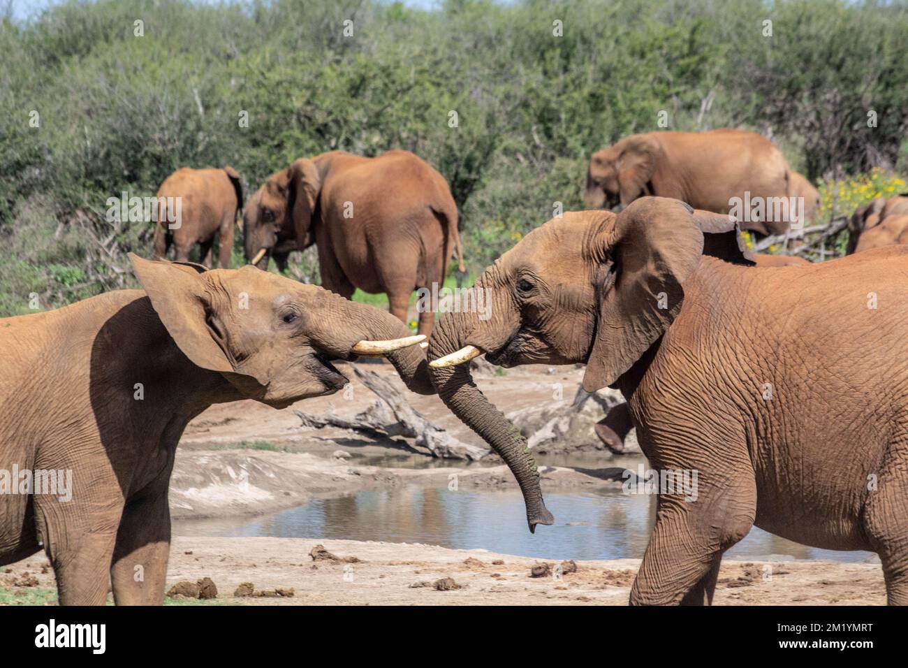 Adolescent elephants hi-res stock photography and images - Alamy