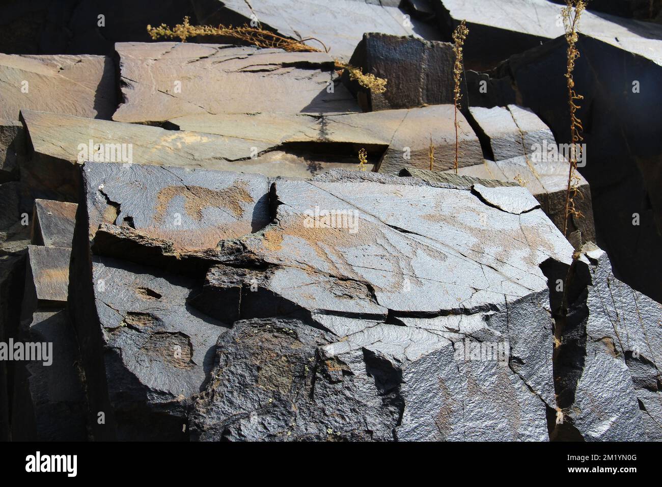 Ancient images of animals on stone, petroglyphs in the sunlight in the ...