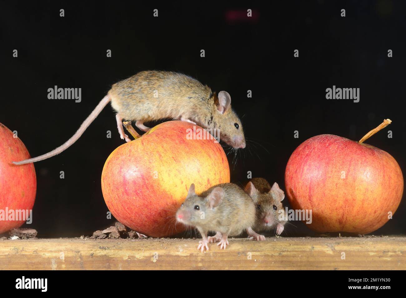 House mouse mus domesticus Stock Photo - Alamy