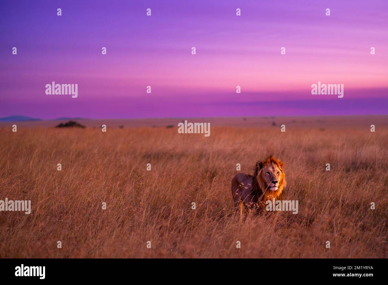 A scenery of a East African lion walking in the golden field under a ...